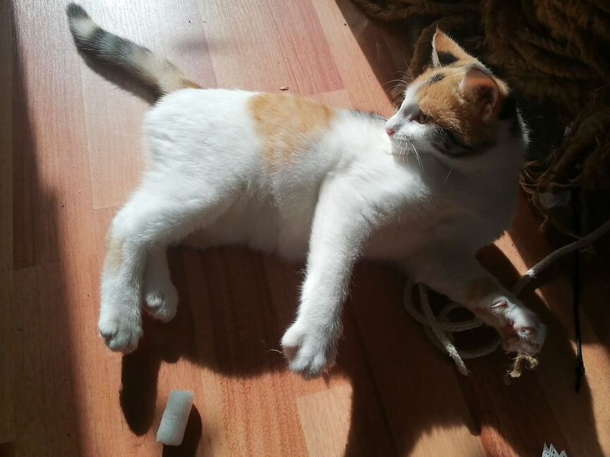 Кошечка в добрые руки