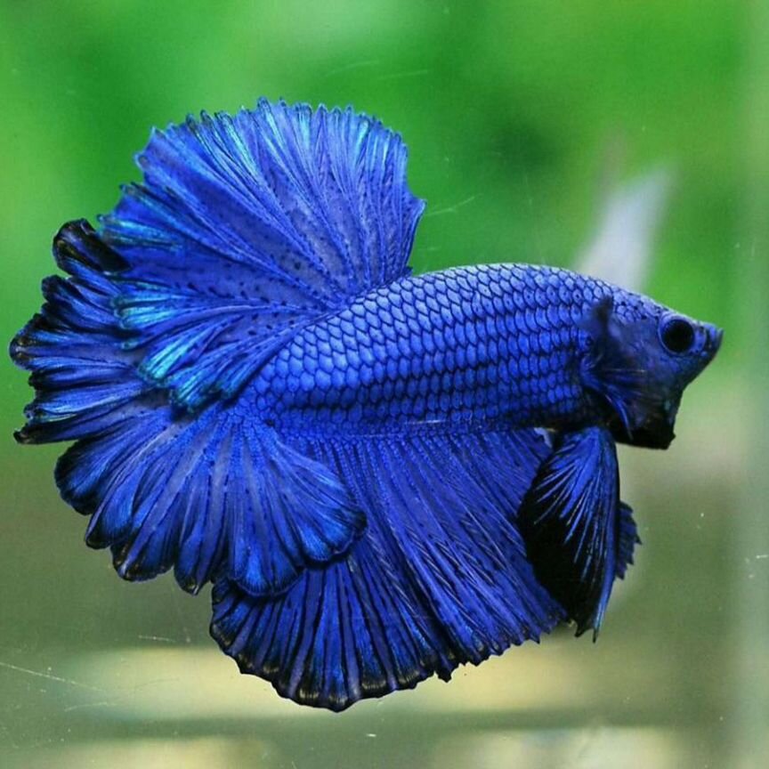 Живая рыба петушок