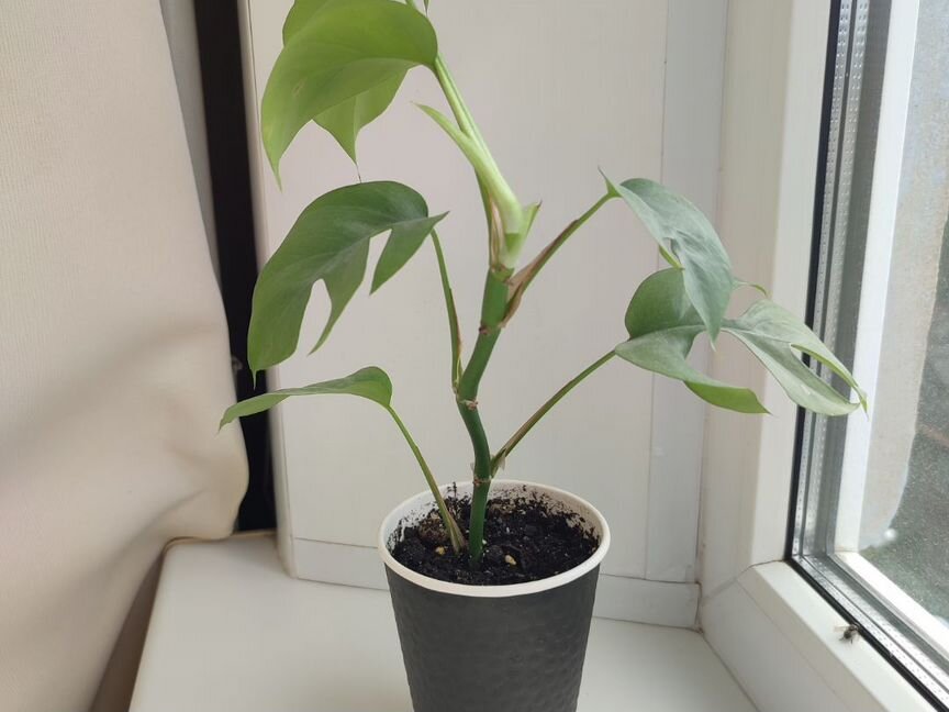 Рафидофора тетрасперма