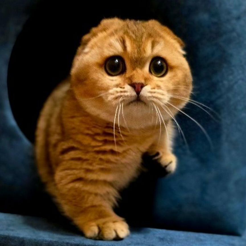 Манчкин котёнок