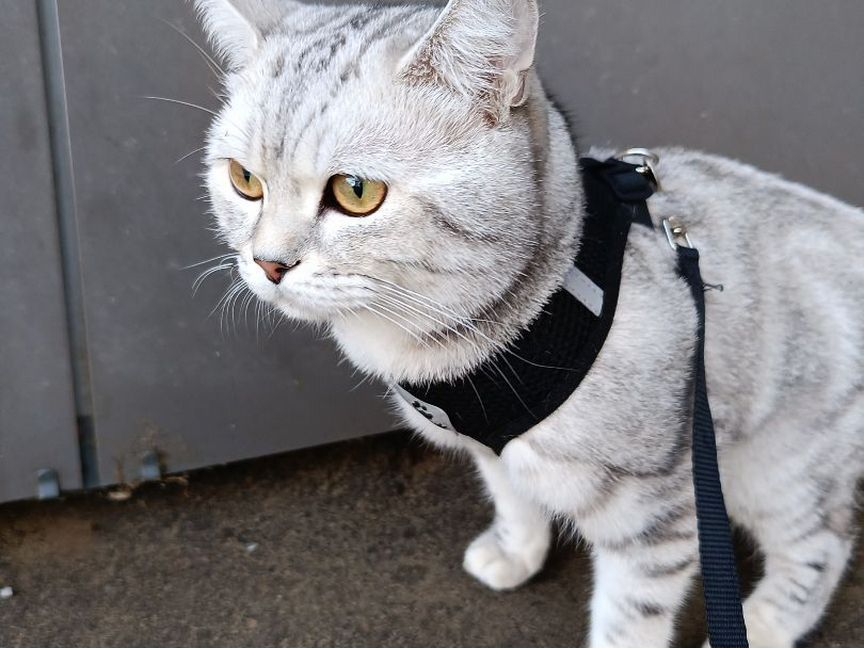 Британская