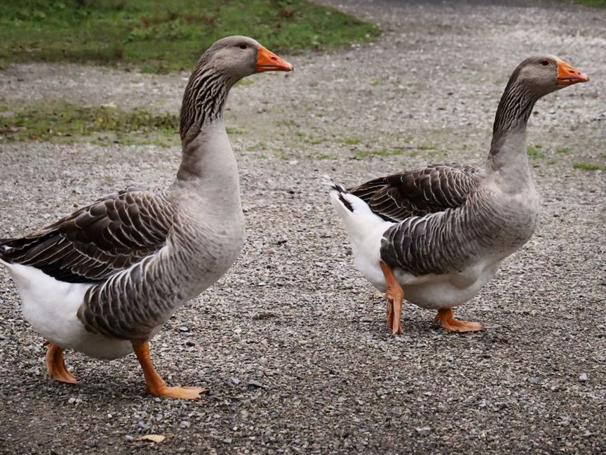Продам серых гусей Звоните на Вацап