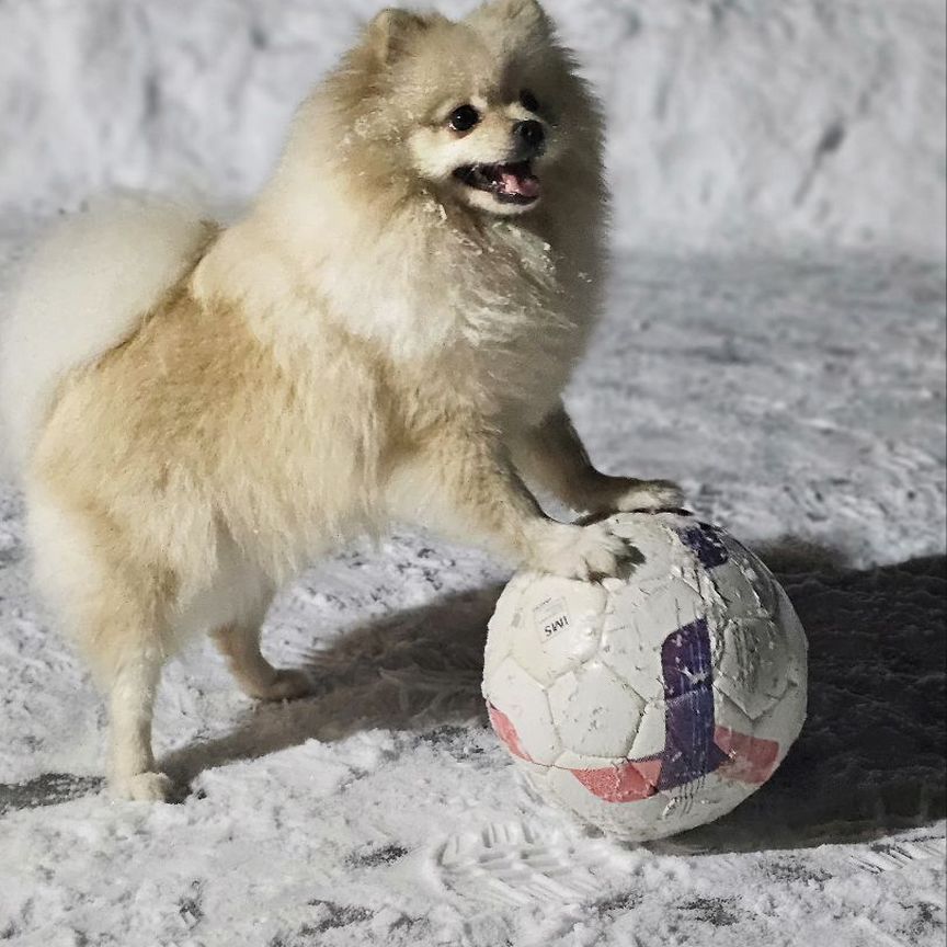 Померанский шпиц