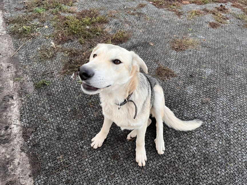 Собака в добрые руки