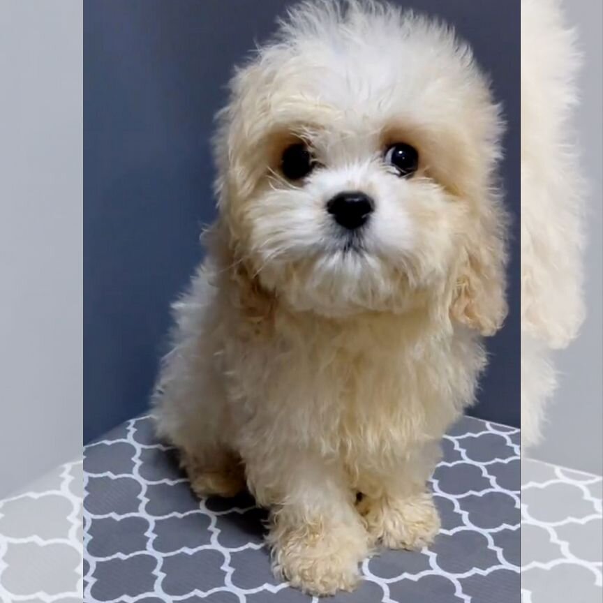 Бишон фризе, щенок