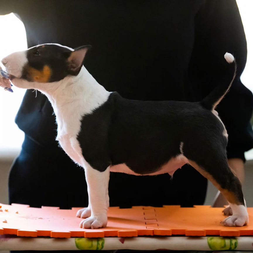 Миниатюрный бультерьер