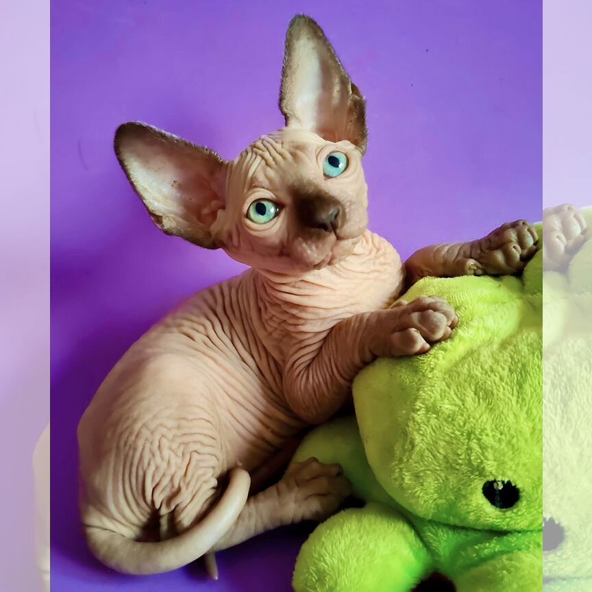 Канадский сфинкс котёнок