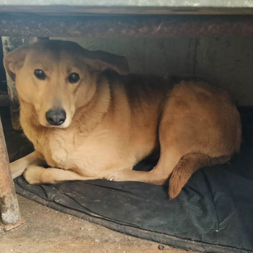 Взрослая собака в добрые руки