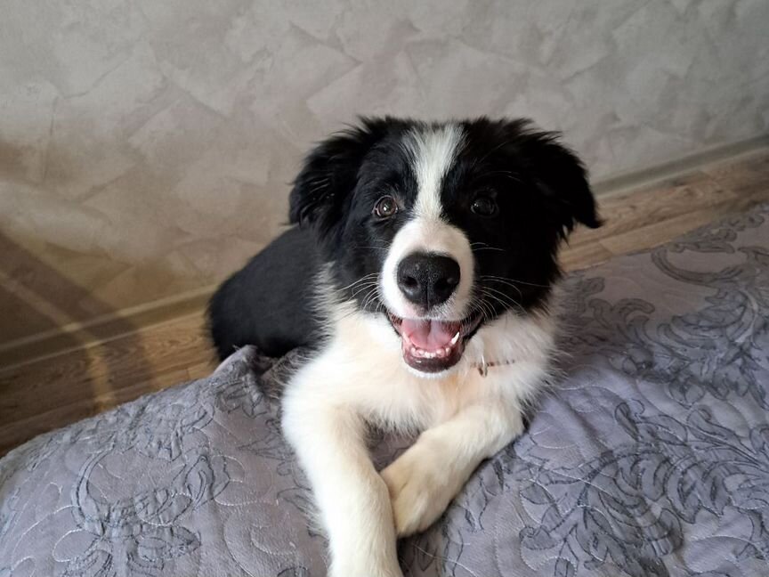 Бордер Колли, мальчик 4 месяца