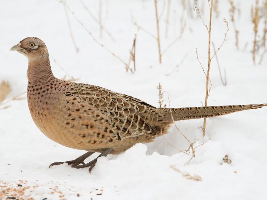 Самка фазана