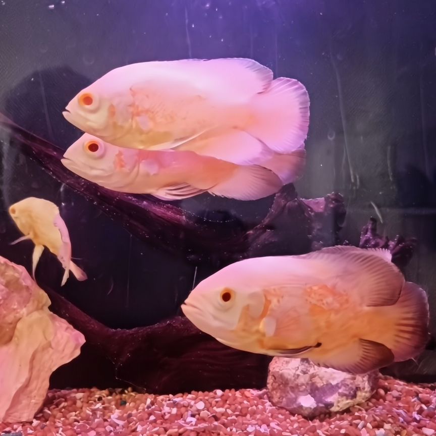 Астронотус красный