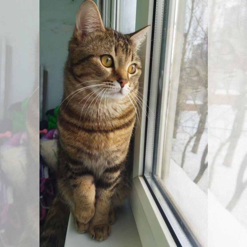 Котик ищет кошечку
