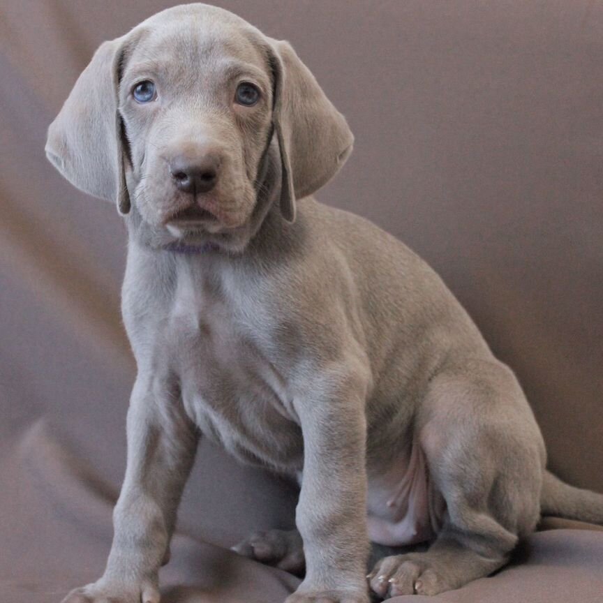 Веймаранер, щенок