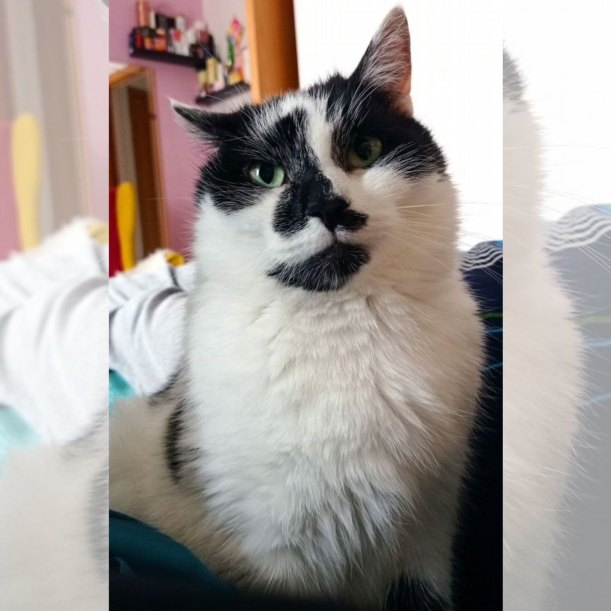 Котик в хорошие руки