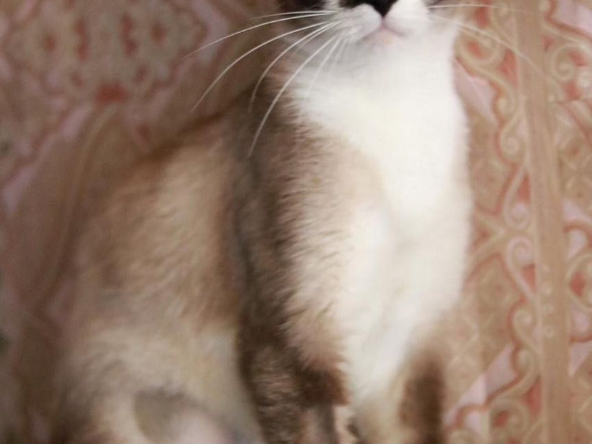 Сиамская кошечка