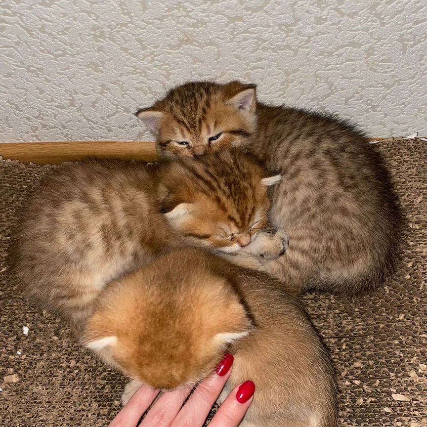 Шотландские золотые шиншиллы котята