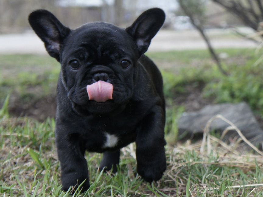 Французский бульдог