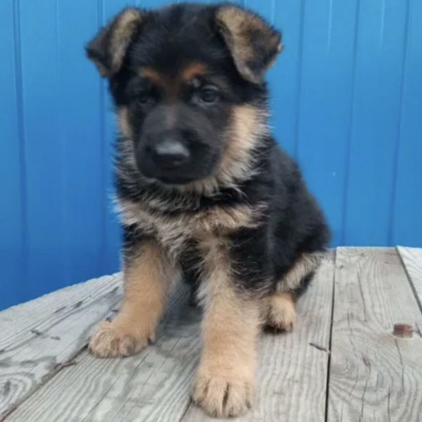 Щенки немецкой овчарки