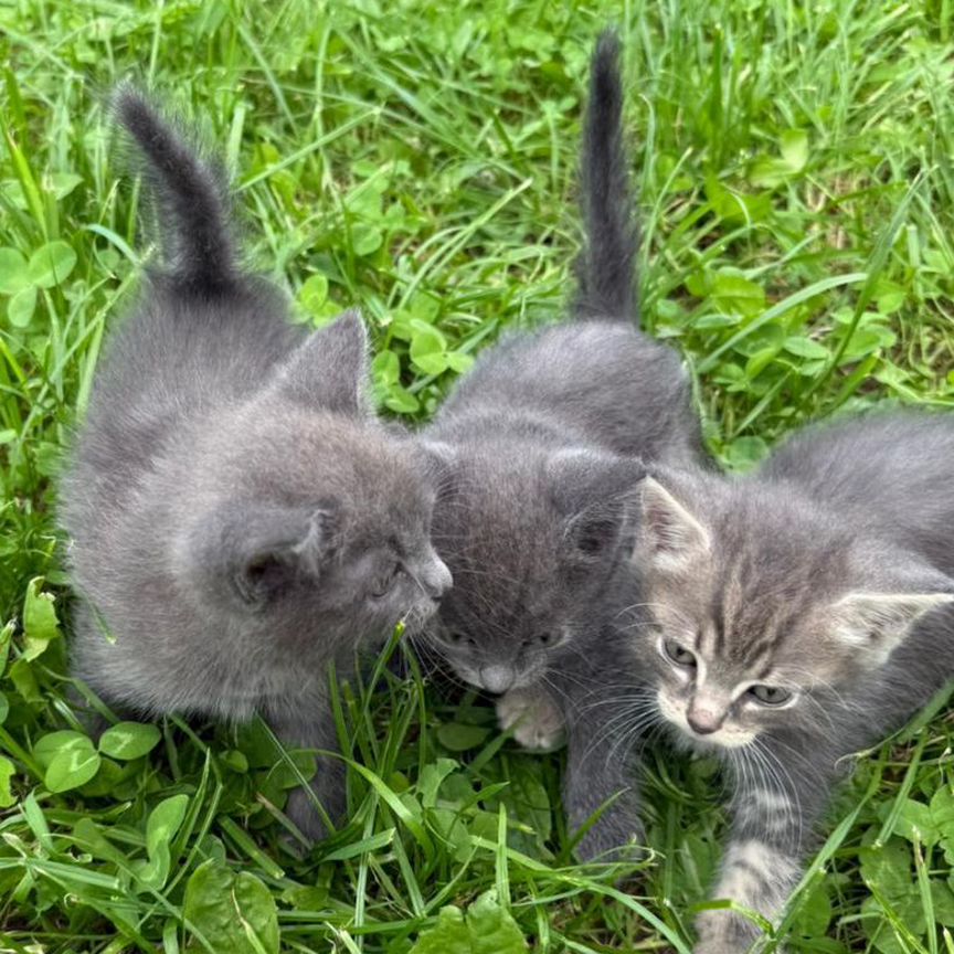 Суперкотята