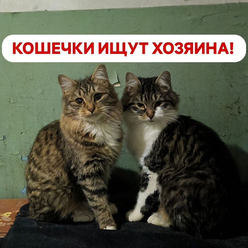 Пристрою 2 кошечек любителям животных из г.Бор