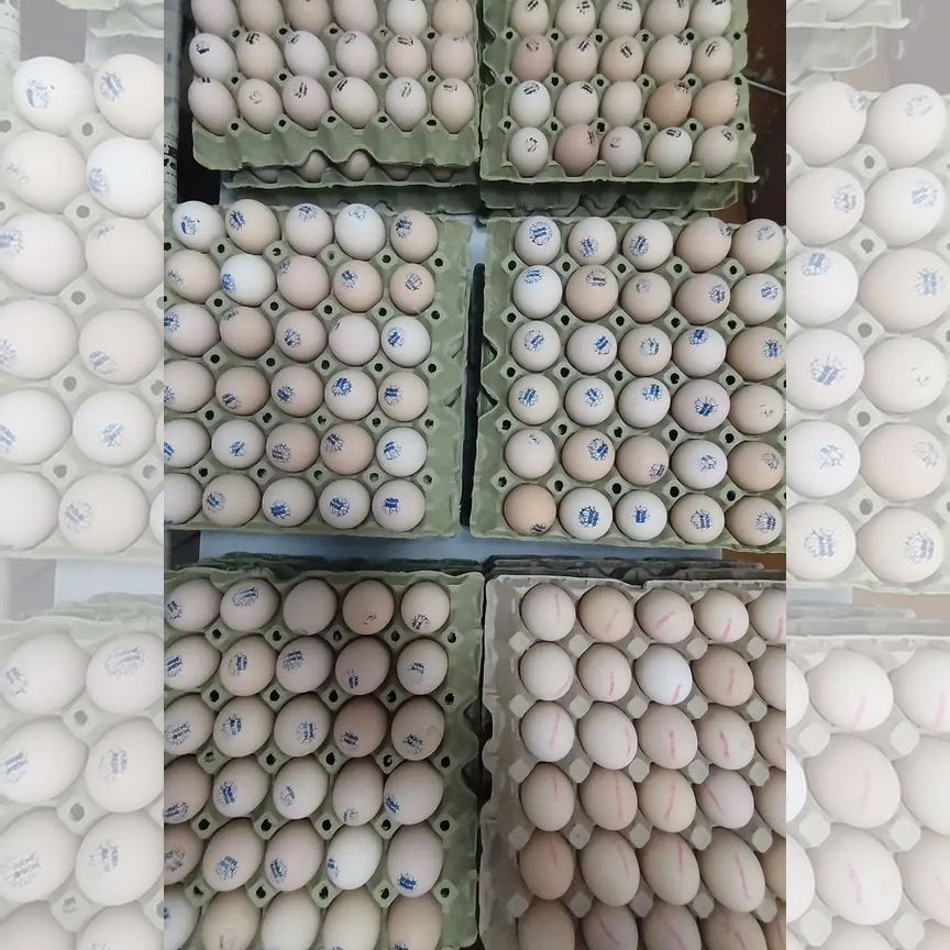 Инкубационное яйцо