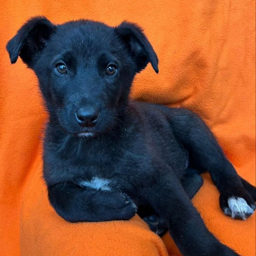 Щенок в добрые руки