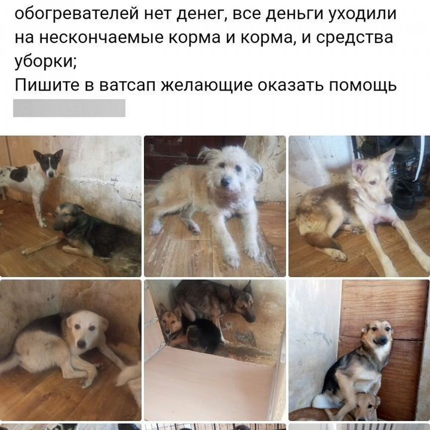 Живые собаки