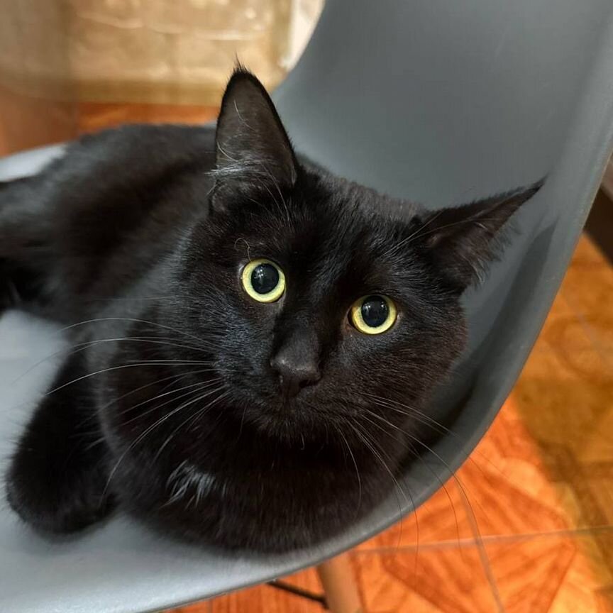 Взрослый кот в добрые руки