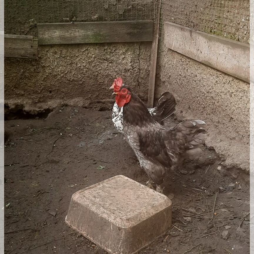 Продаётся петушок