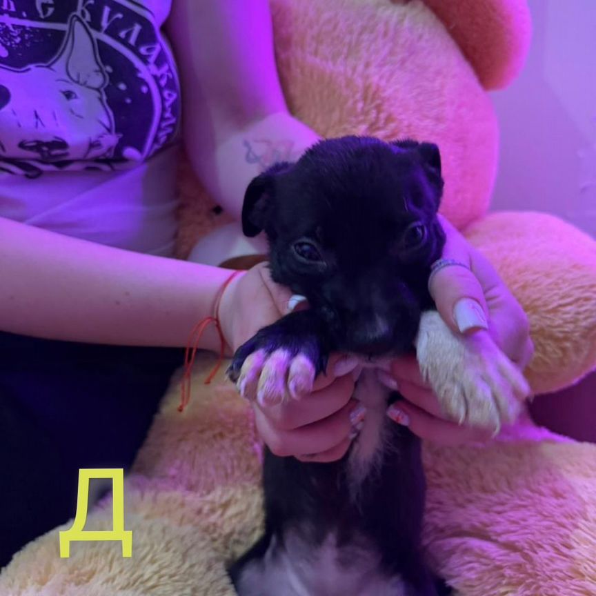 Щенки