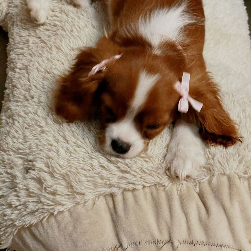 Кавалер кинг-чарльз-спаниель, щенок