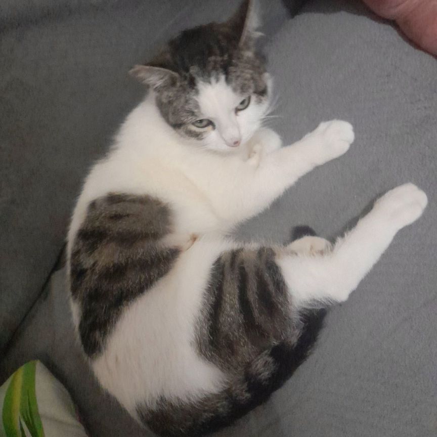 Кошечка ищет дом