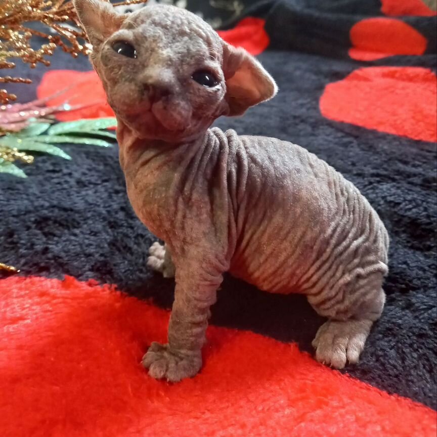 Канадский сфинкс