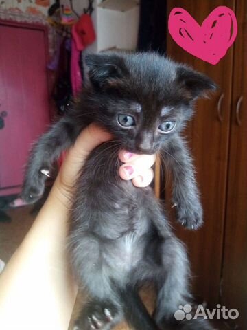 Милые пушистые комочки