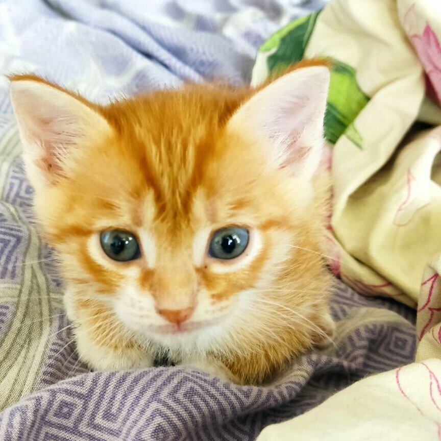 Котёнок метис мейн кун с Боб тейлом