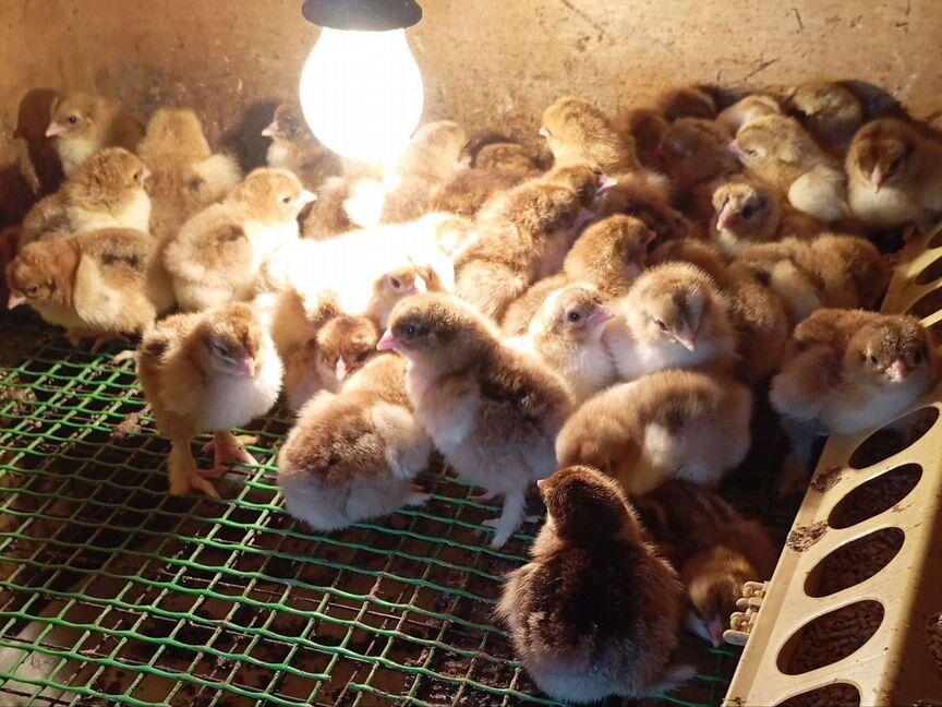 Цыплята куропатчатая брама