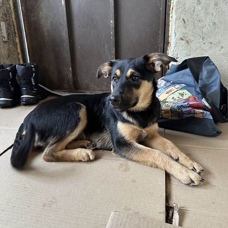 Щенок в добрые руки