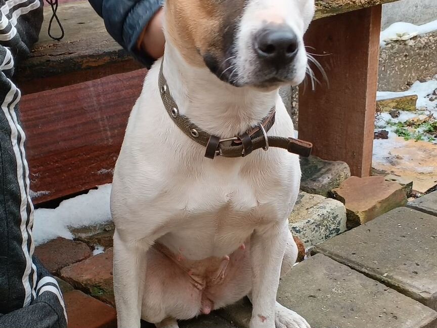 Собака в добрые руки щенок