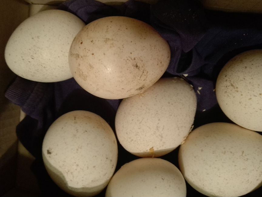 Яйца для инкубации индеек