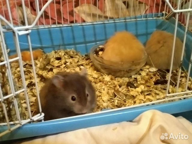 Сирийский хомяк
