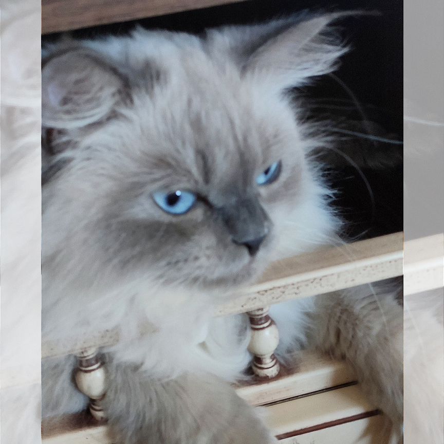 Невский маскарадный котёнок