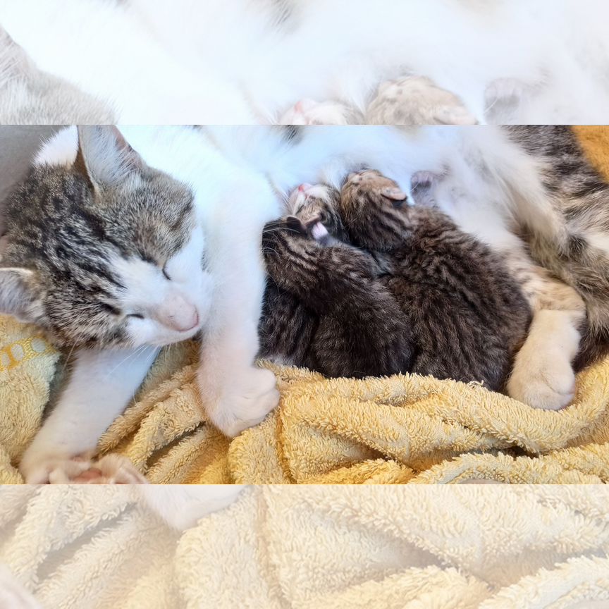 Котята в добрые руки бесплатно