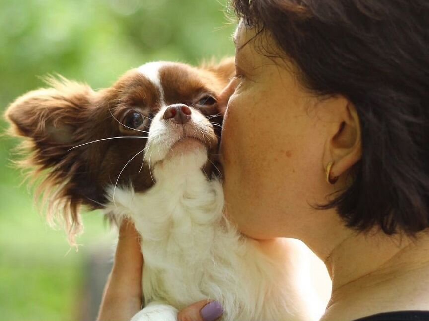 Высокопородные чихуа хуа в дар