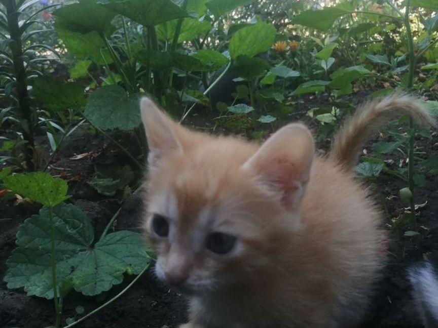 Голубоглазые котята