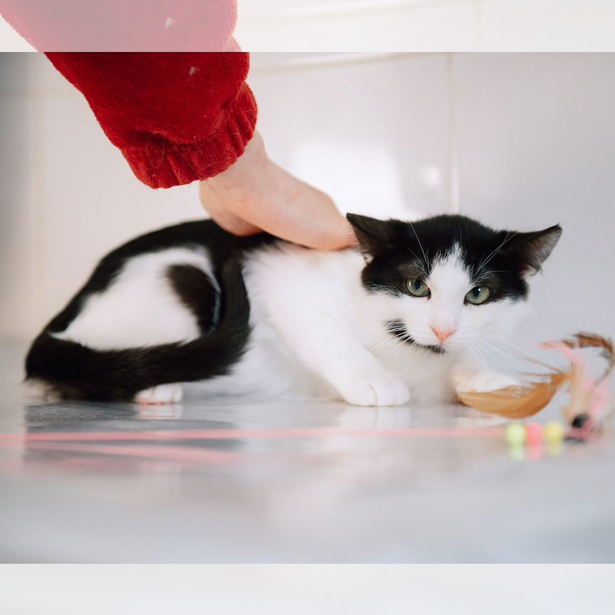 Котёнок из приюта