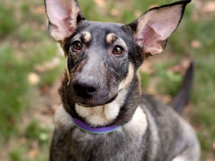 Джесс в добрые руки