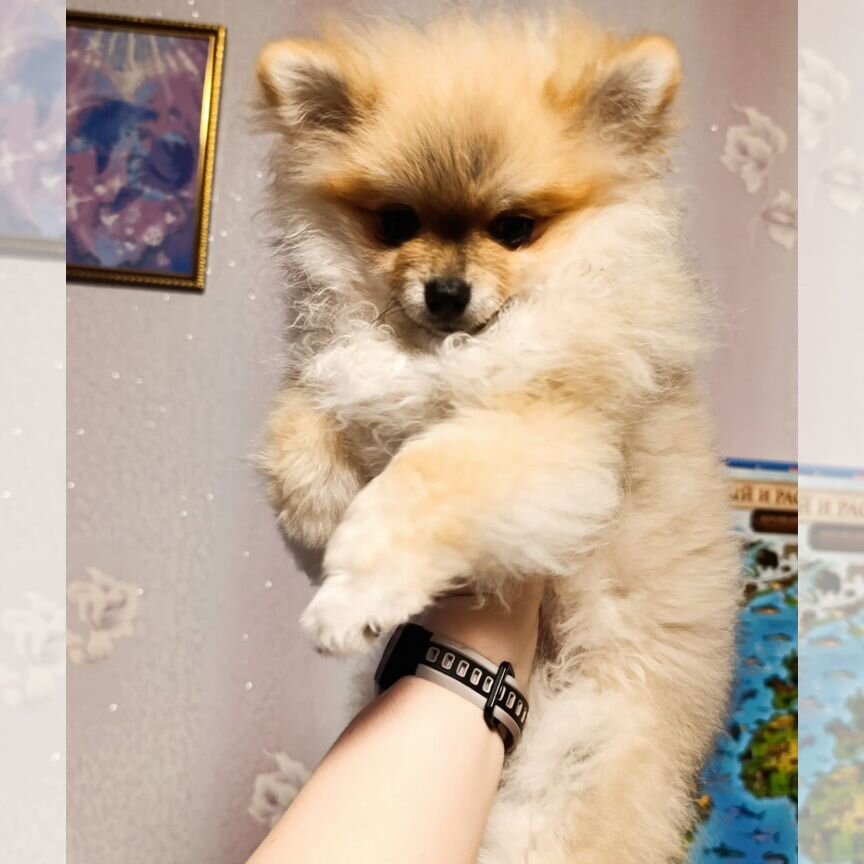 Немецкий шпиц, щенок