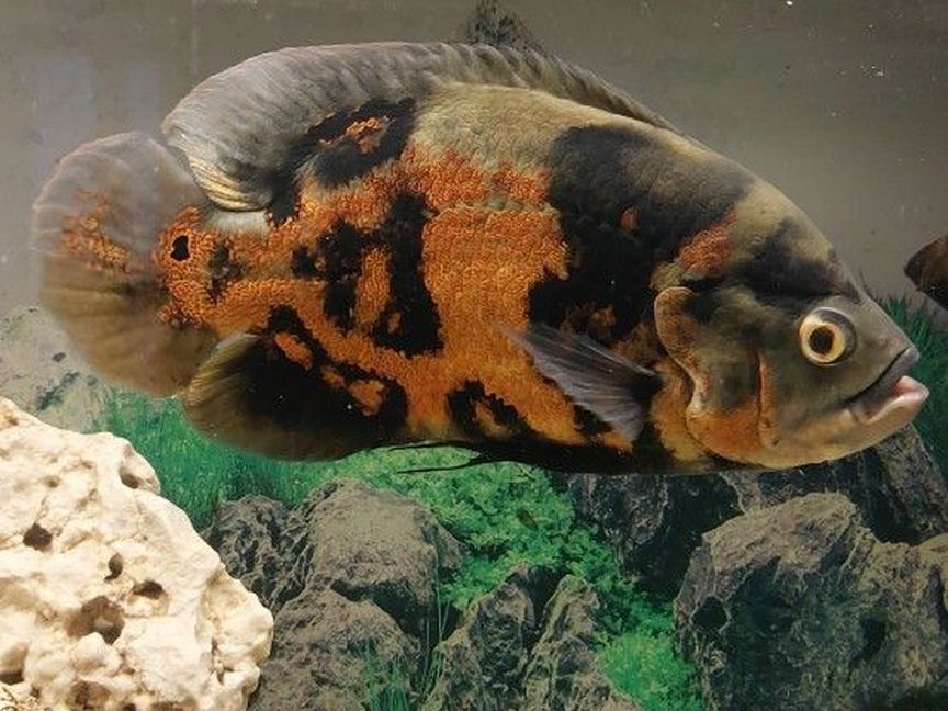 Астронотус