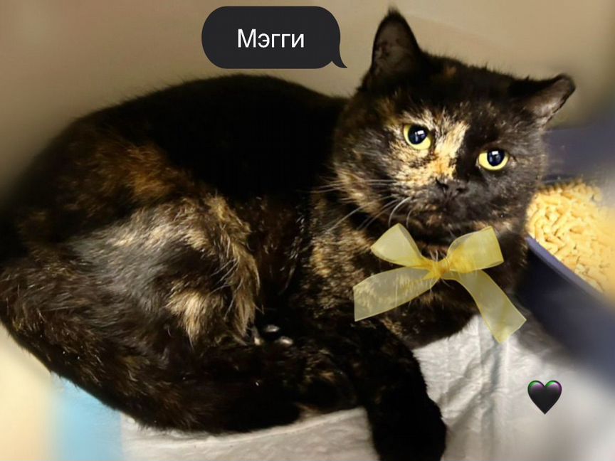Трехцветная кошка Мэгги