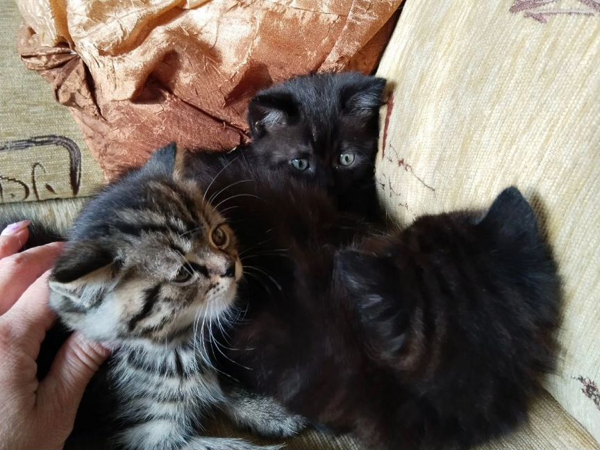 Британские котята